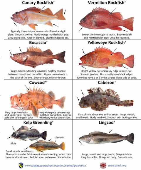 RockFish Identification | SWYC Anglers