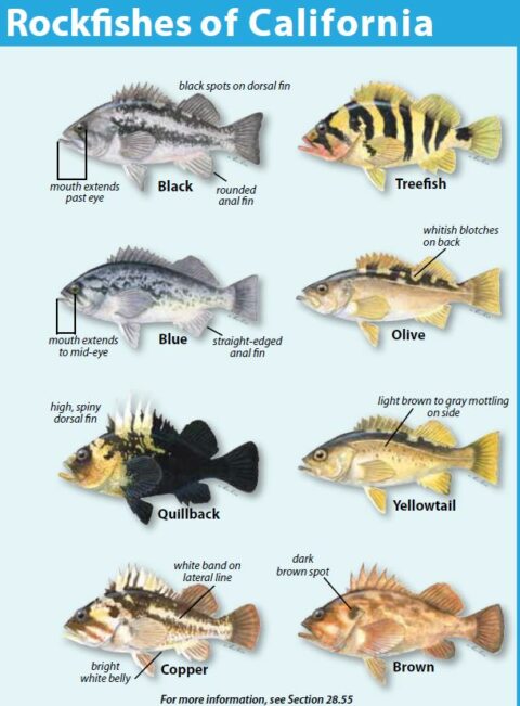 RockFish Identification | SWYC Anglers